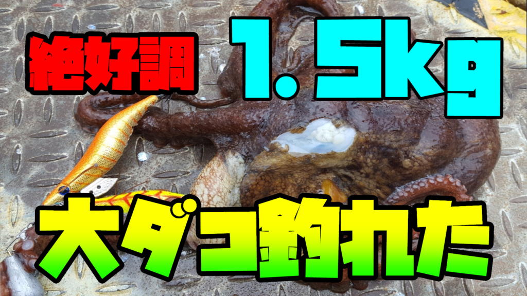 自己新記録更新！前回よりも大きな1.5㎏の大ダコ！！ | 55FISHING