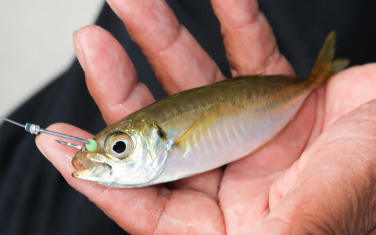 誰でも簡単にブリを狙える！5分でわかる泳がせ釣り 仕掛けタックルまとめ | 55FISHING