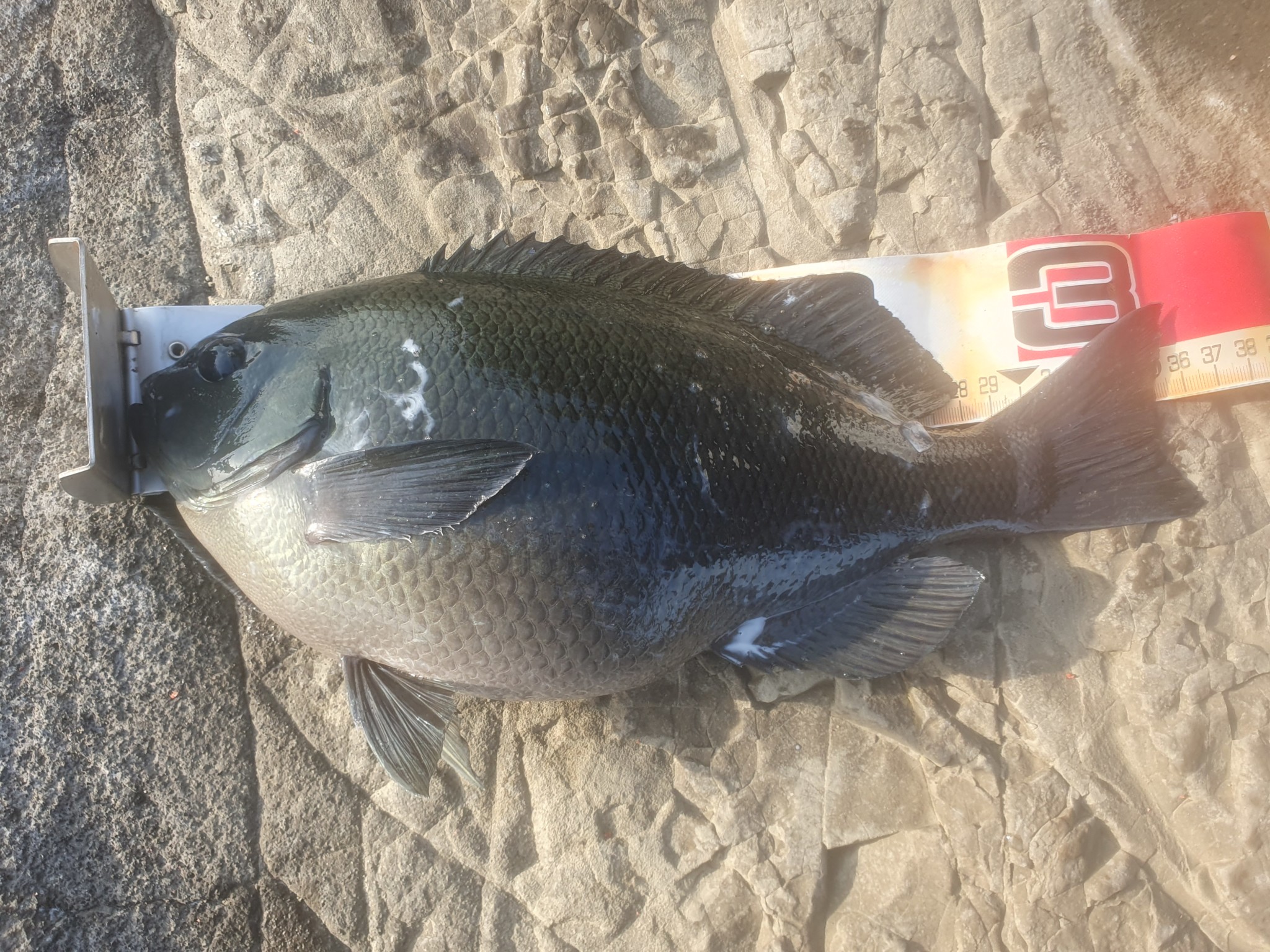 謹賀新年！！2024年釣行を振り返って | 55FISHING