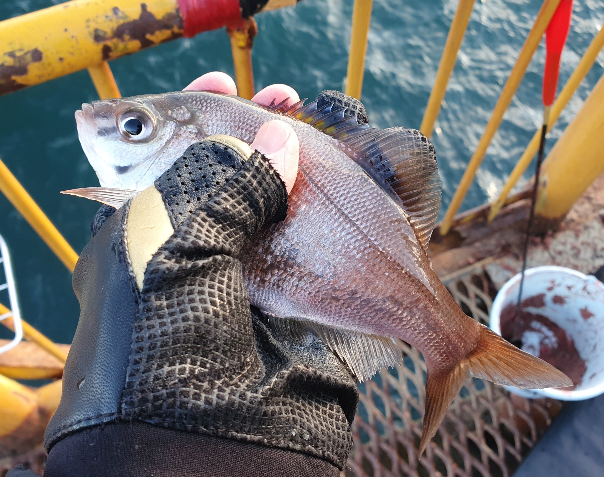 磯子でモンスターバトル！？良型メジナと泳がせ釣りで特大ヒラメ！大型魚が磯子で乱舞！ | 55FISHING