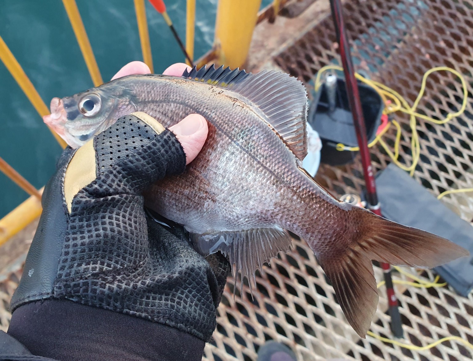 磯子でモンスターバトル！？良型メジナと泳がせ釣りで特大ヒラメ！大型魚が磯子で乱舞！ | 55FISHING